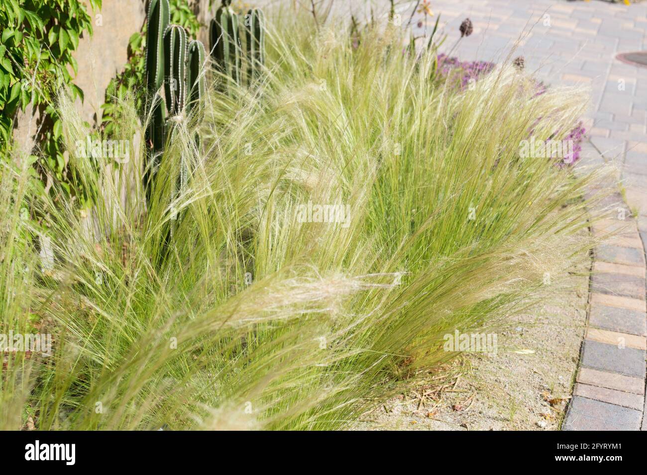 Nassella tenuissima - Mexican feather grass Stock Photo - Alamy