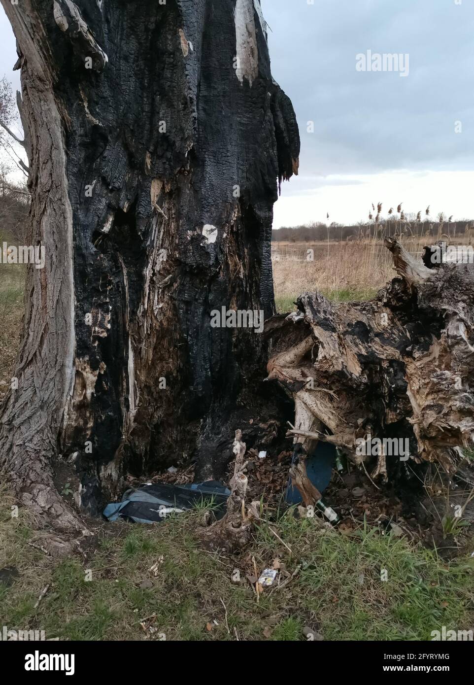 A vertical shot of an old and damaged tree trunk on the field Stock ...