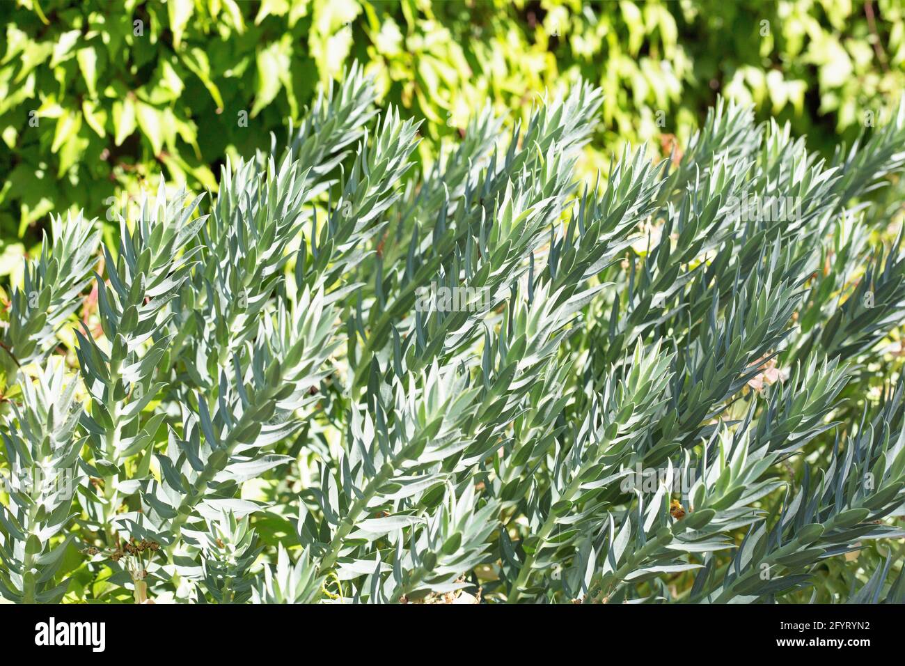 Euphorbia Rigida - gopher plant Stock Photo - Alamy