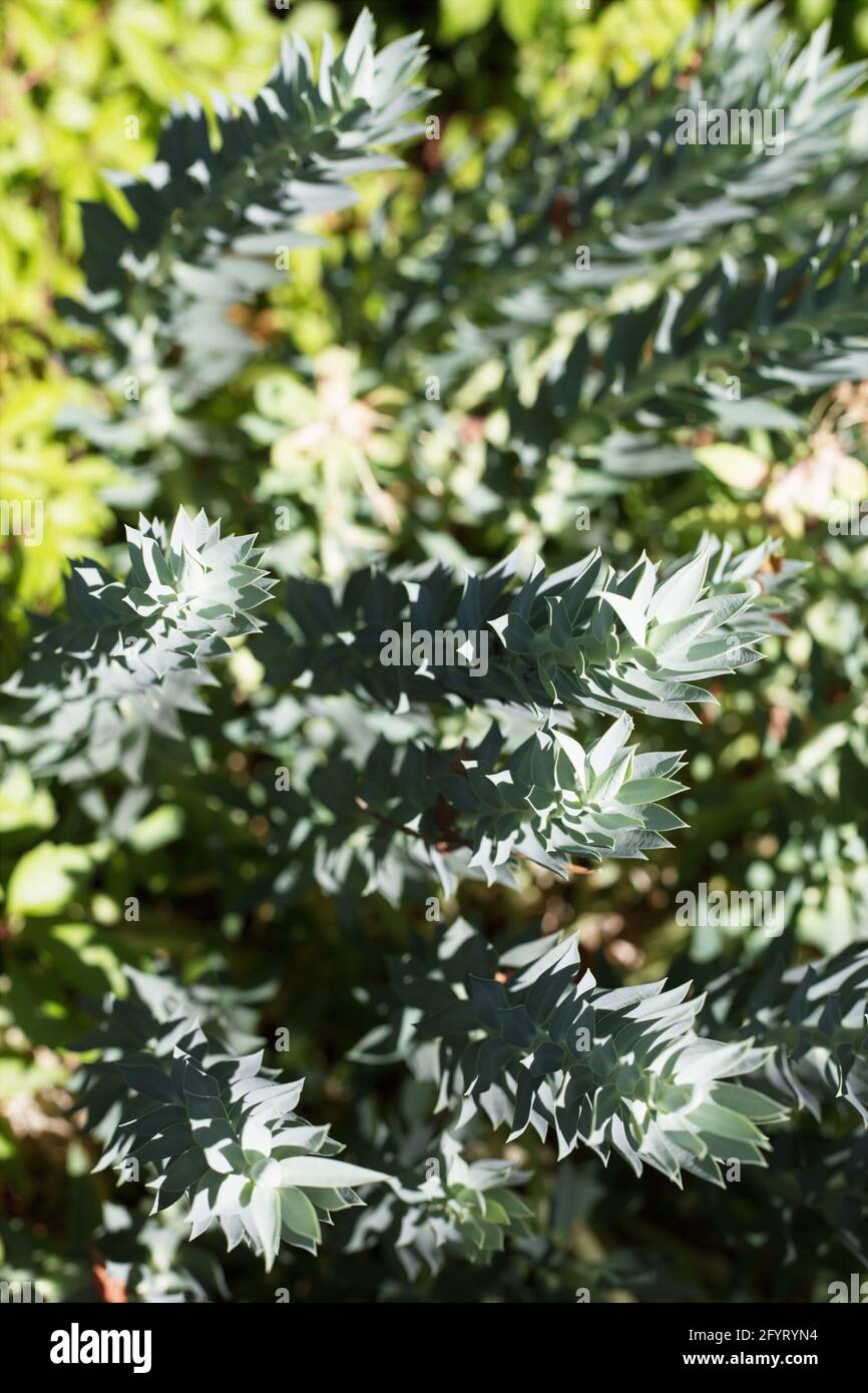 Euphorbia Rigida - gopher plant Stock Photo - Alamy