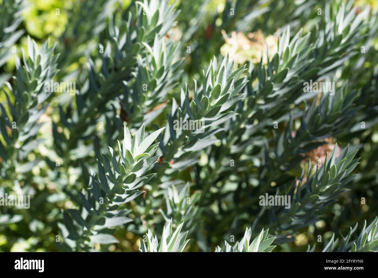Euphorbia Rigida - gopher plant Stock Photo - Alamy