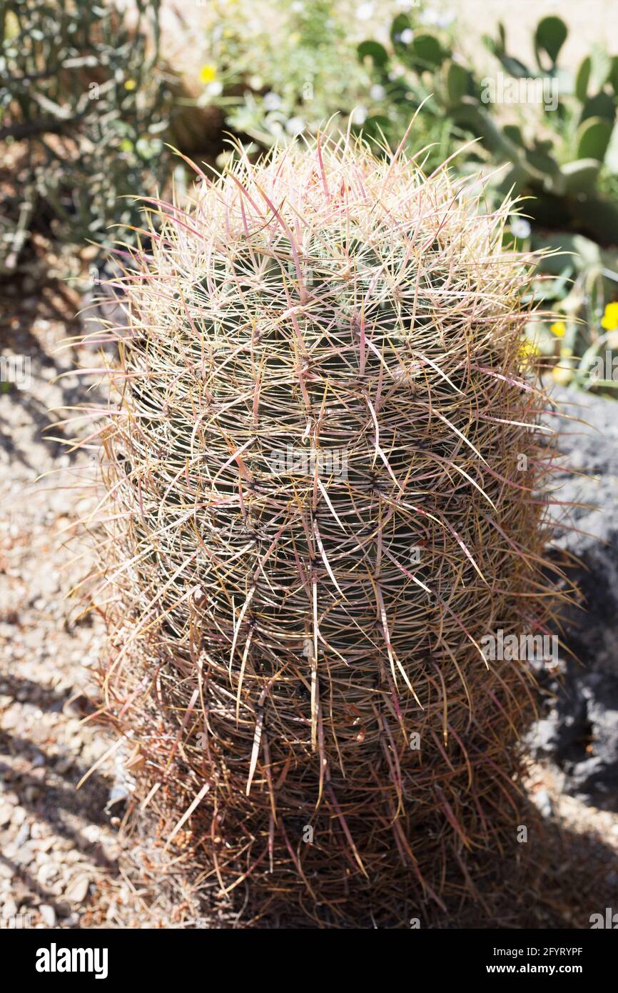 California barrel cactus hi-res stock photography and images - Alamy