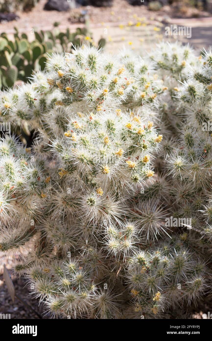 Cylindropuntia multigeniculata - blue diamond cholla Stock Photo - Alamy