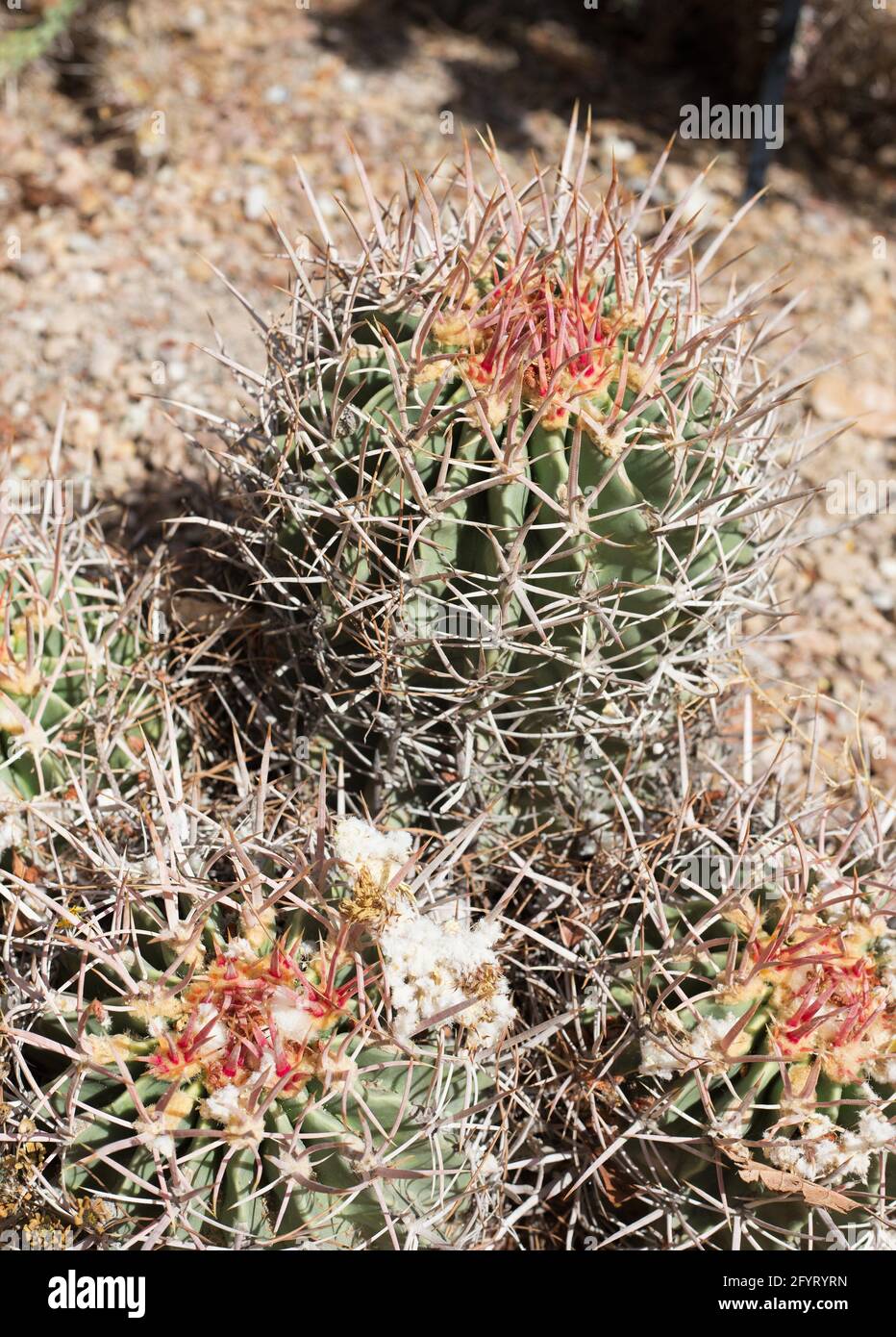 Echinocactus polycephalus - cottontop cactus Stock Photo - Alamy