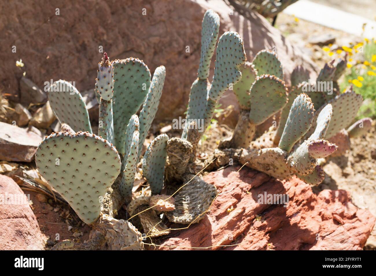 Opuntia basilaris - beavertail cactus Stock Photo - Alamy