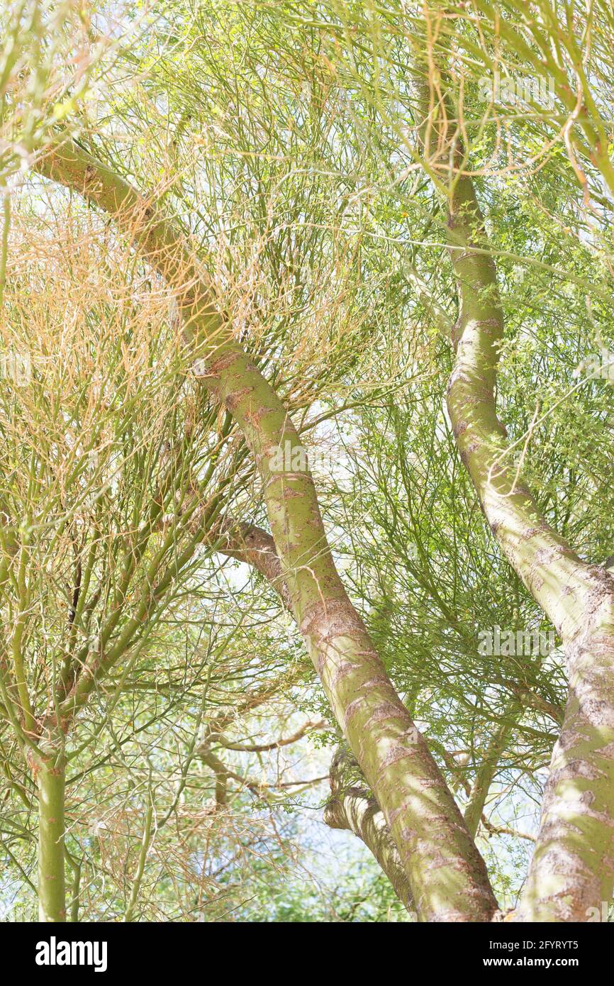 Palo verde tree hi-res stock photography and images - Alamy