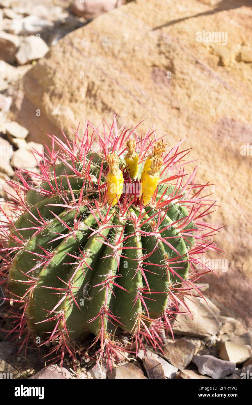 Ferocactus pringlei - Mexican fire barrel cactus Stock Photo - Alamy
