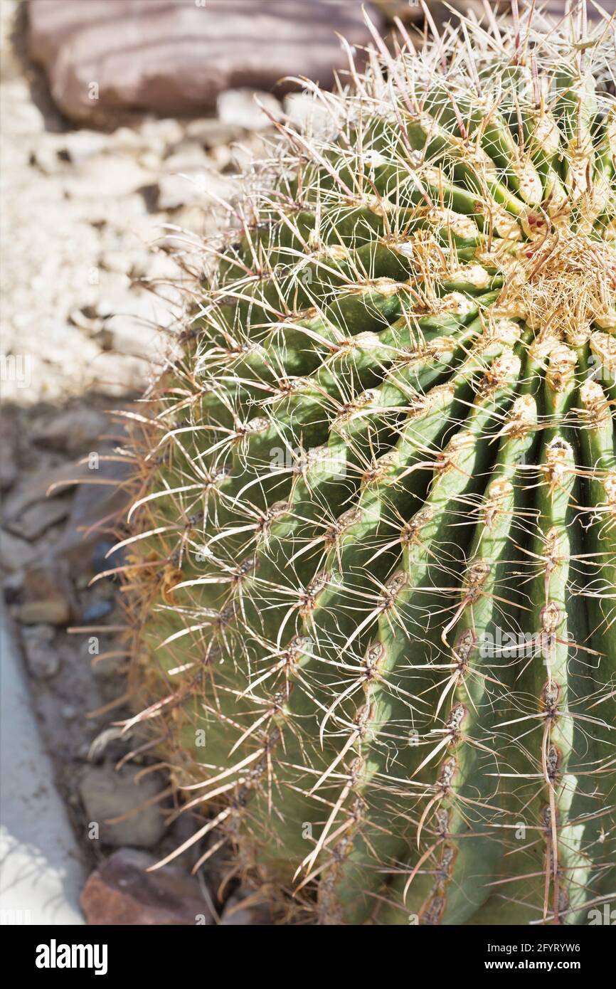 Compass cactus hi-res stock photography and images - Alamy