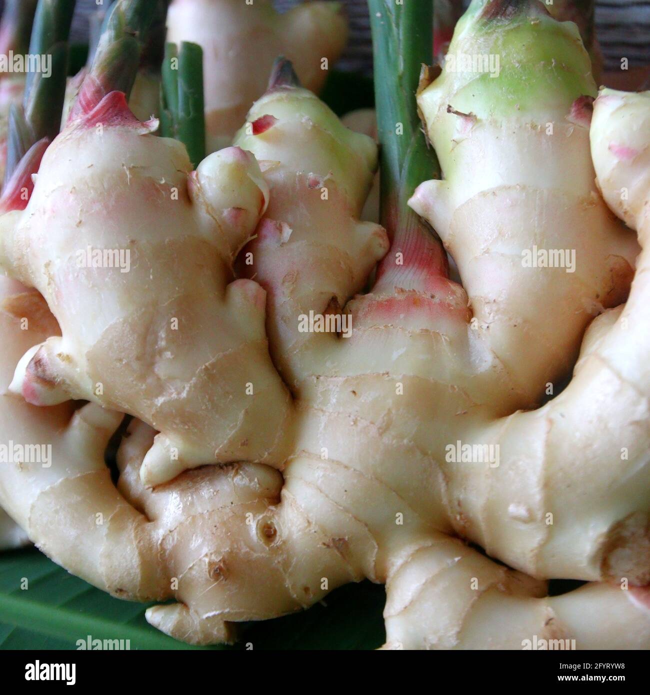 Ginger root leaves hi-res stock photography and images - Alamy
