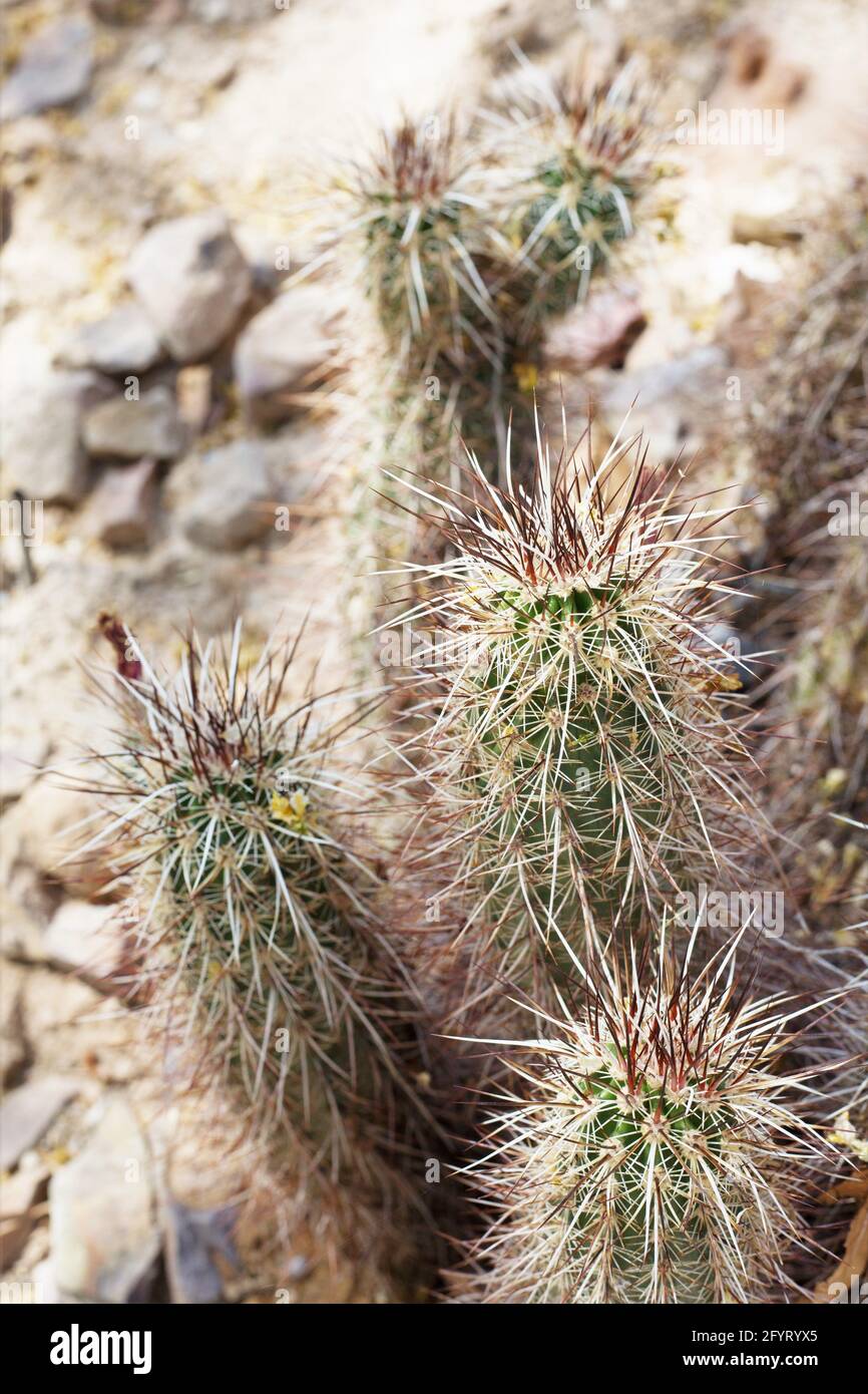 Echinocereus engelmannii - strawberry hedgehog cactus Stock Photo - Alamy