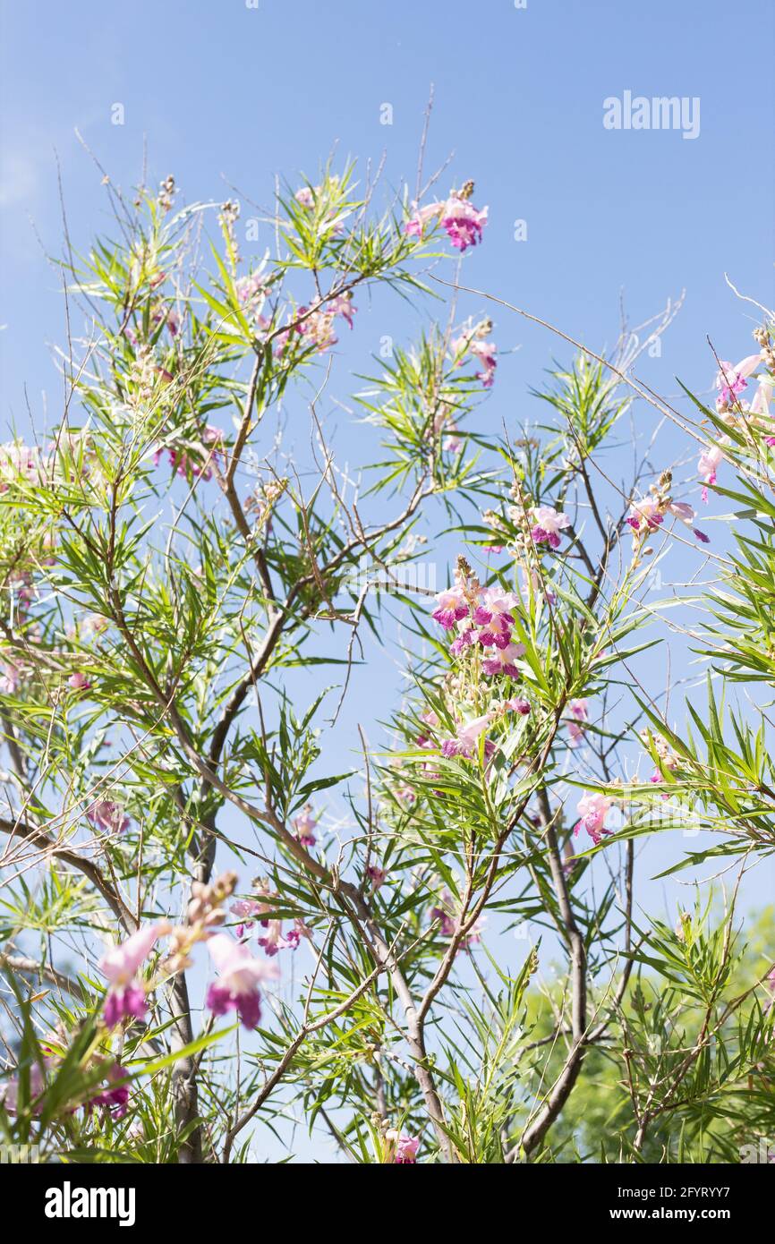 Chilopsis Linearis Arts Seedless