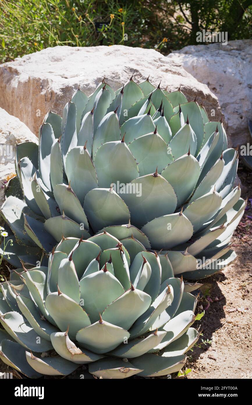 Agave parryi var. truncata Stock Photo - Alamy