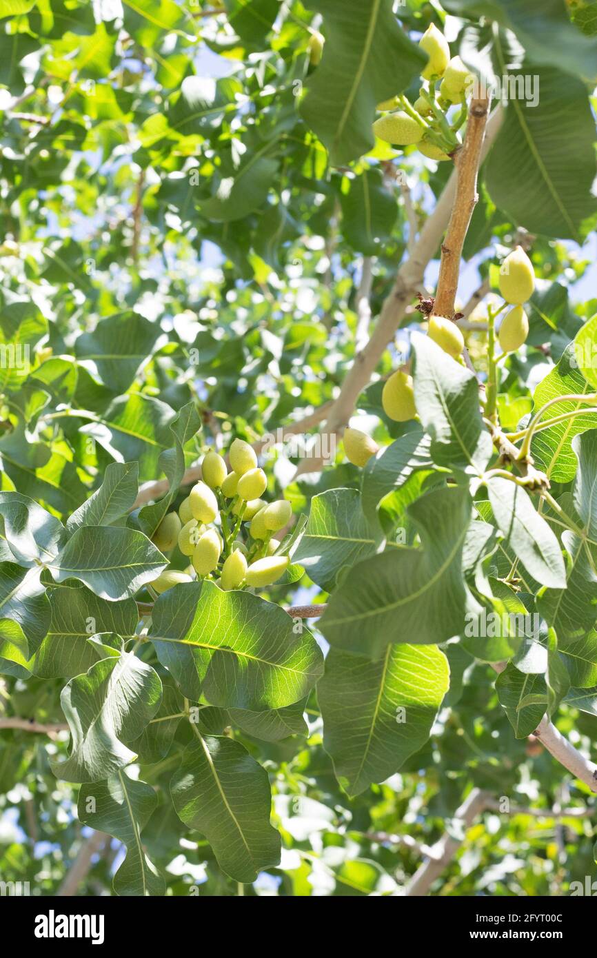 Pistacia vera - pistachio tree close up Stock Photo - Alamy