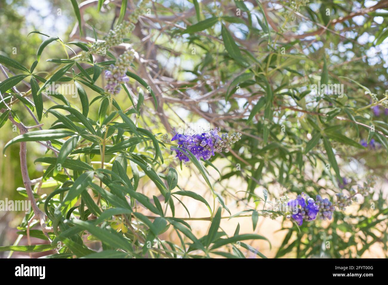 Vitex agnus-castus - chaste tree, close up Stock Photo - Alamy