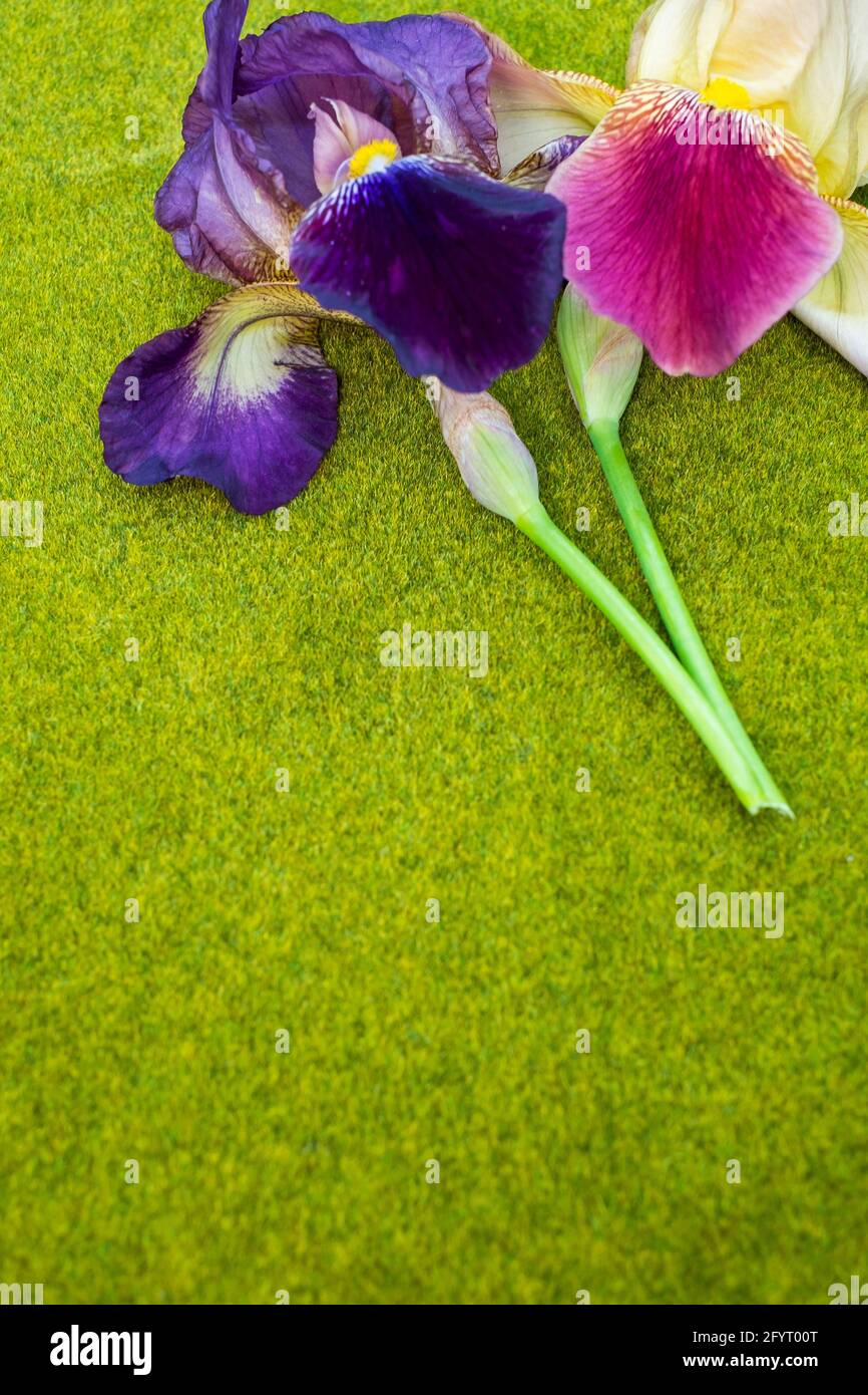 A vertical shot of iris flowers on a green background Stock Photo - Alamy