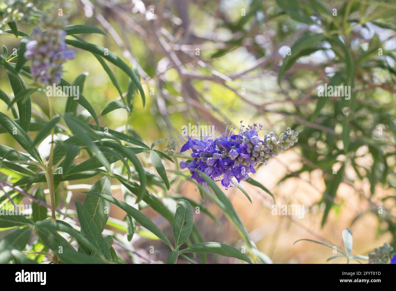 Vitex agnus castus spring hi-res stock photography and images - Alamy