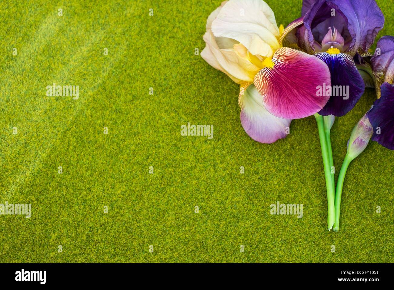 A top view of iris flowers on a green background Stock Photo - Alamy