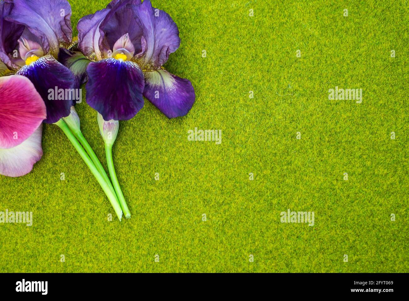 A top view of iris flowers on a green background Stock Photo - Alamy