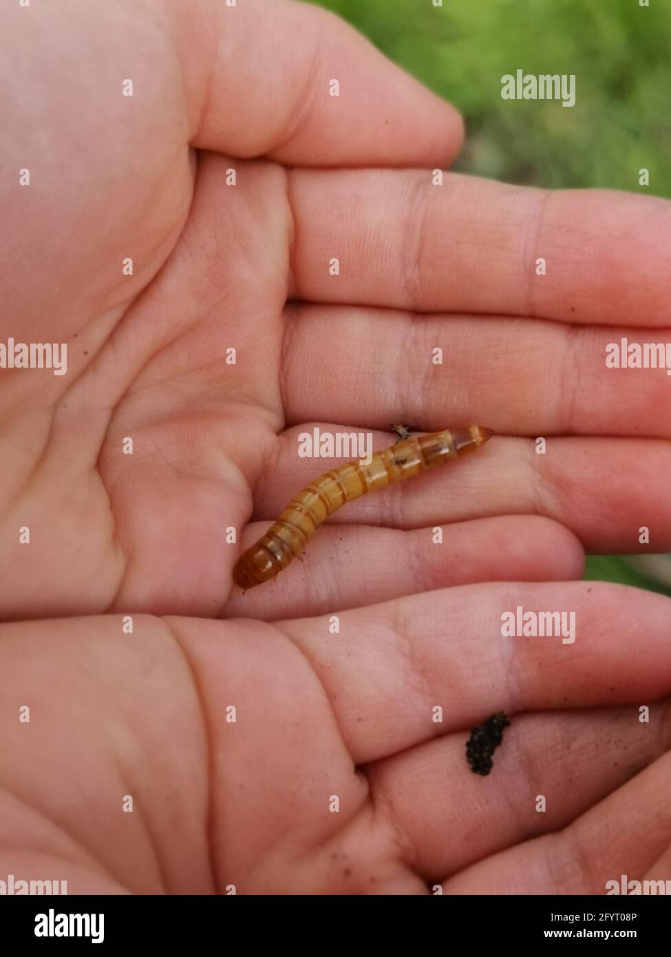 A top view of a red flat bark beetle Larva in a man's hands Stock Photo ...