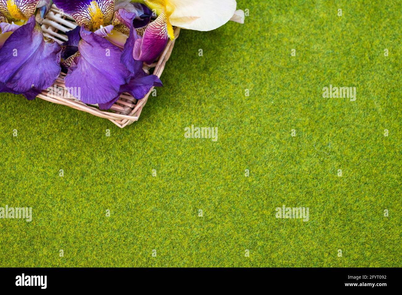 A top view of iris flowers on a green background Stock Photo - Alamy