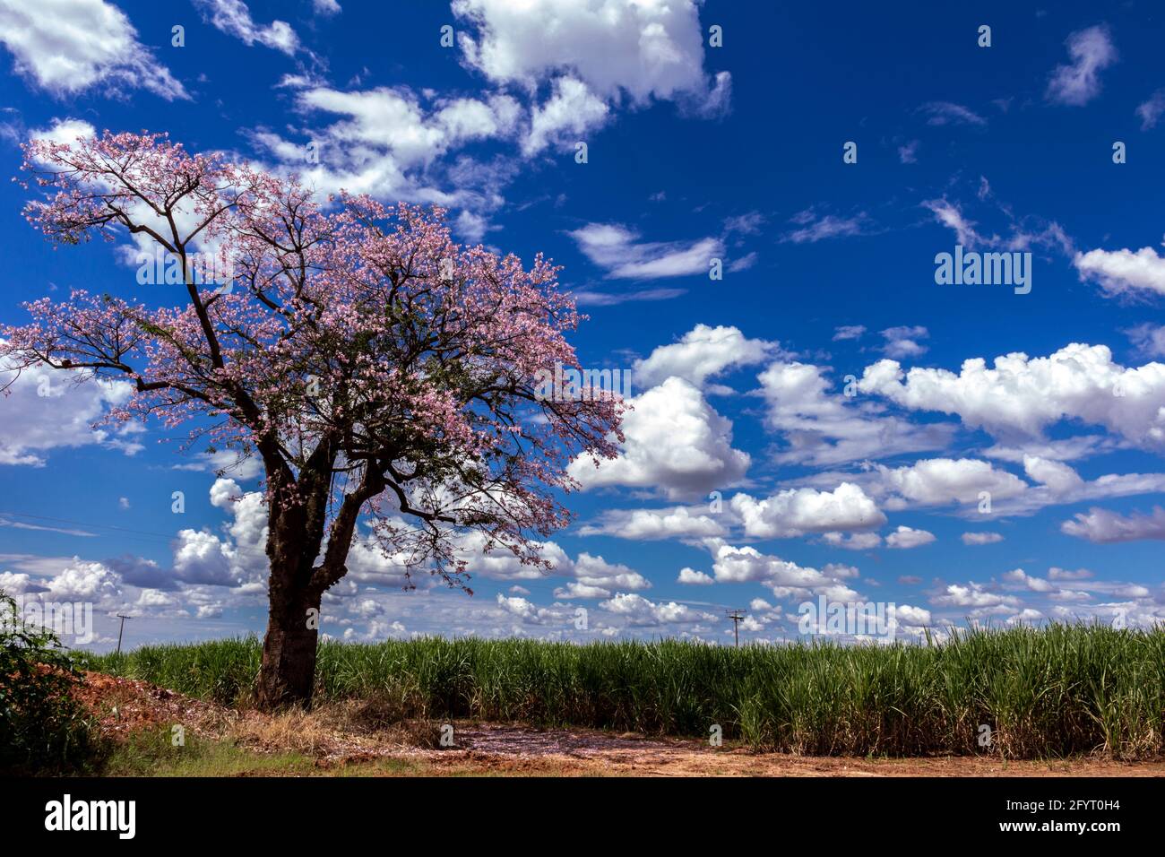 Ipe cane hi-res stock photography and images - Alamy
