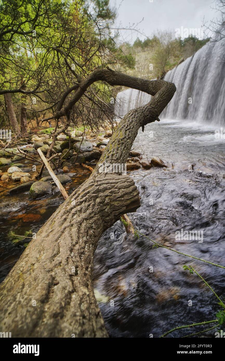 An aged tree trunk fallen on the river Stock Photo - Alamy