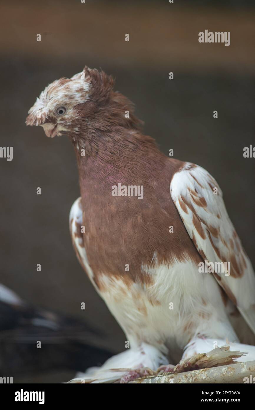 Two toed bird hi-res stock photography and images - Alamy