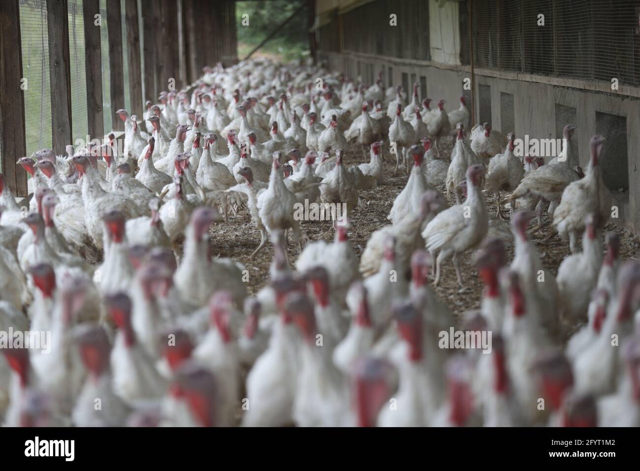 A group of Broilers on the farm Stock Photo - Alamy