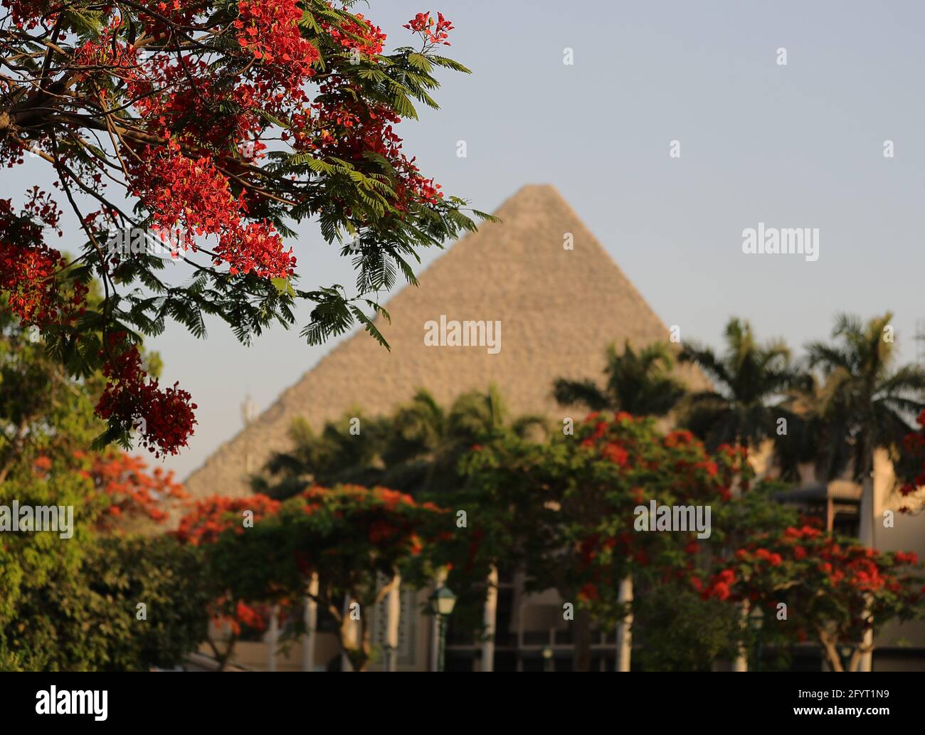 Cairo. 29th May, 2021. Photo taken on May 29, 2021 shows flowering ...