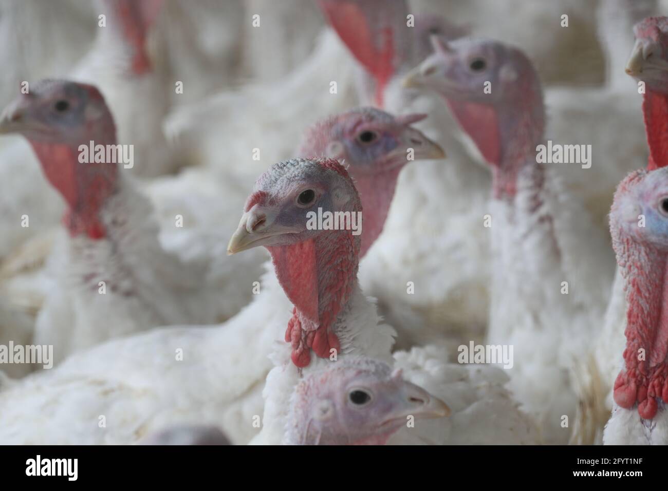 A group of Broilers on the farm Stock Photo - Alamy