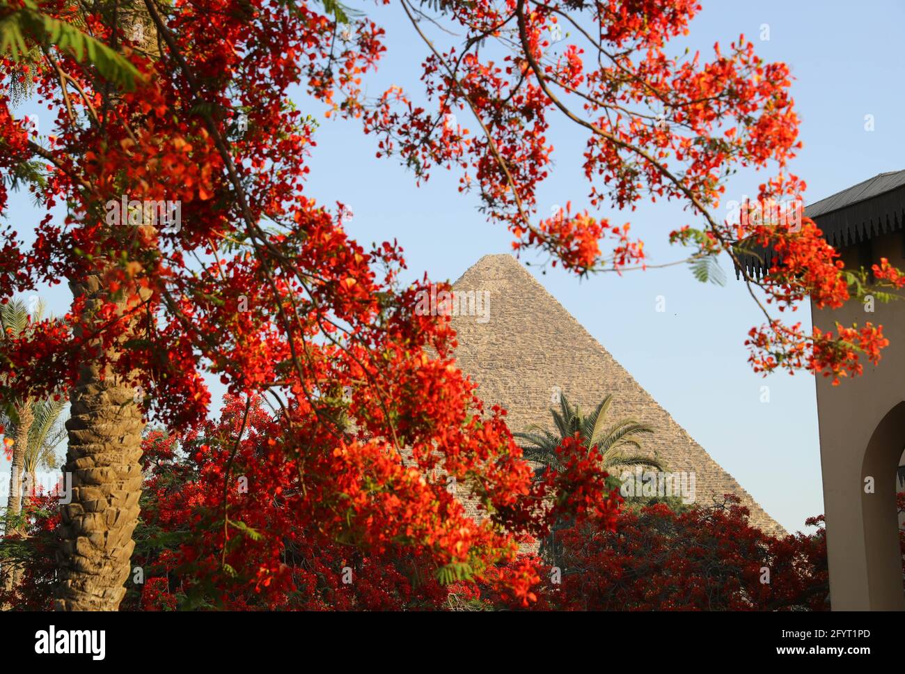Cairo. 29th May, 2021. Photo taken on May 29, 2021 shows flowering ...