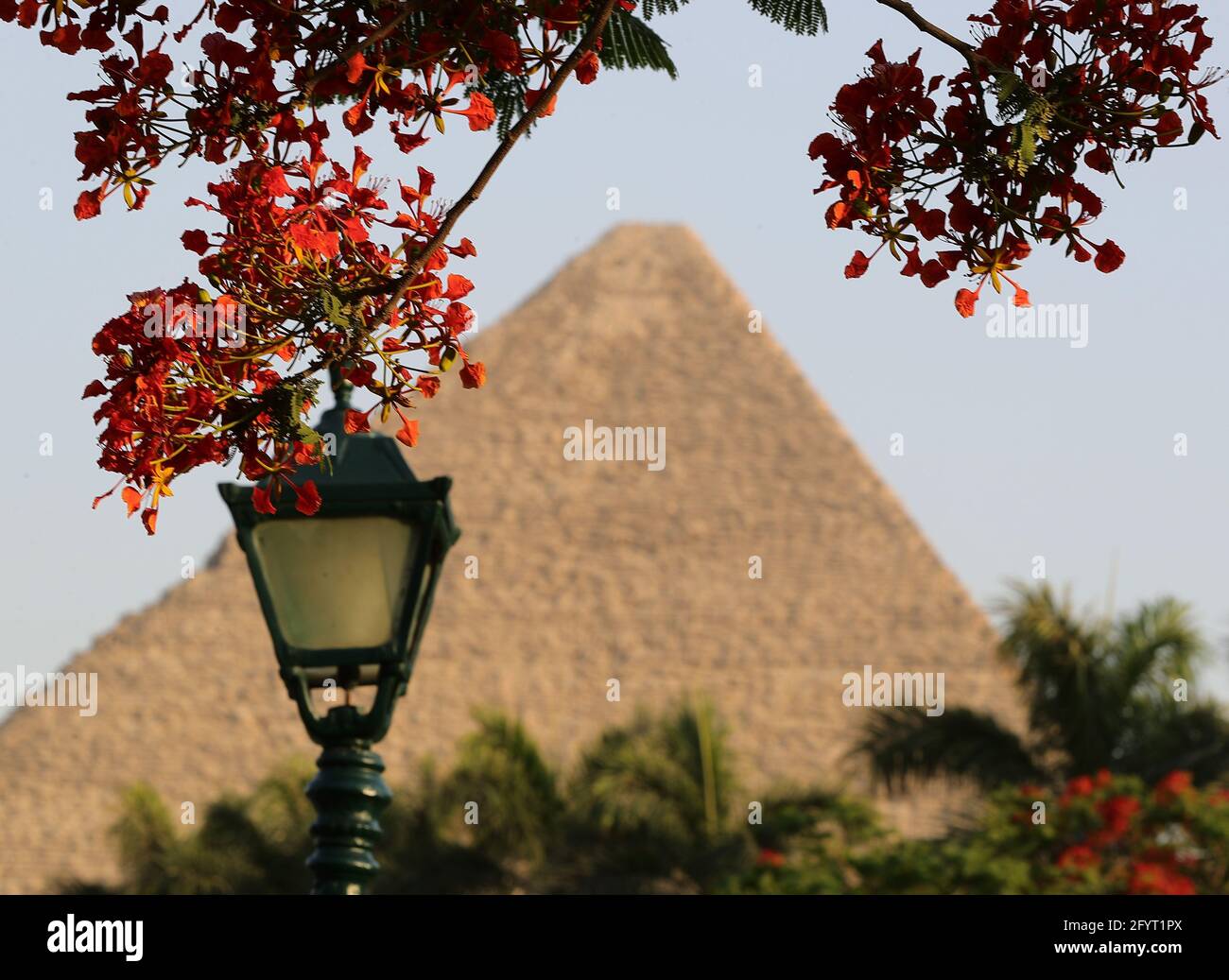 Cairo. 29th May, 2021. Photo taken on May 29, 2021 shows flowering ...