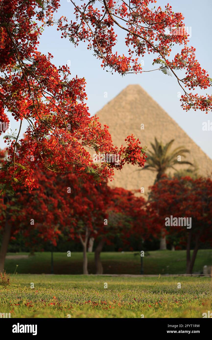 Cairo. 29th May, 2021. Photo taken on May 29, 2021 shows flowering ...