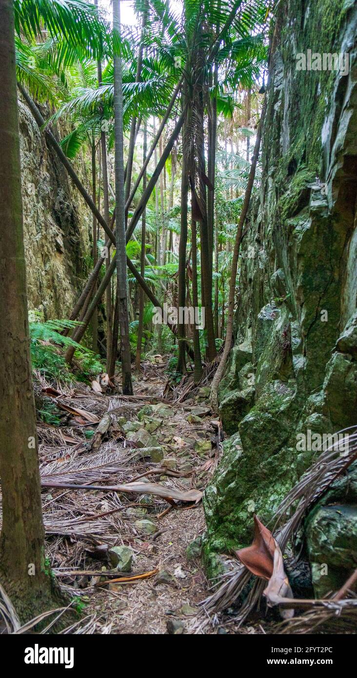 Palm Gorge, Mt Greville, Queensland, Australia Stock Photo - Alamy