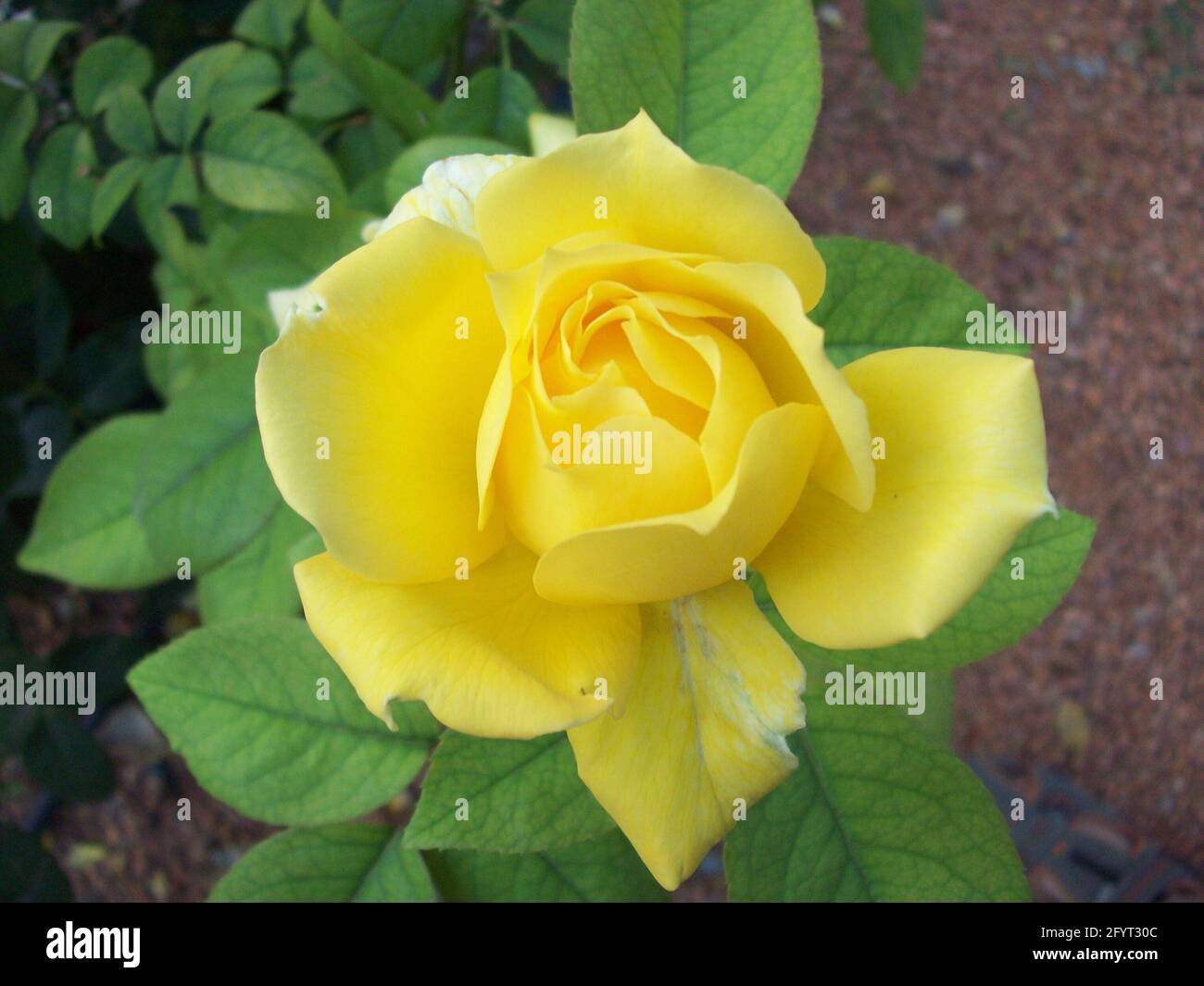 A top view of the beautifully blossomed yellow rose in the garden Stock ...