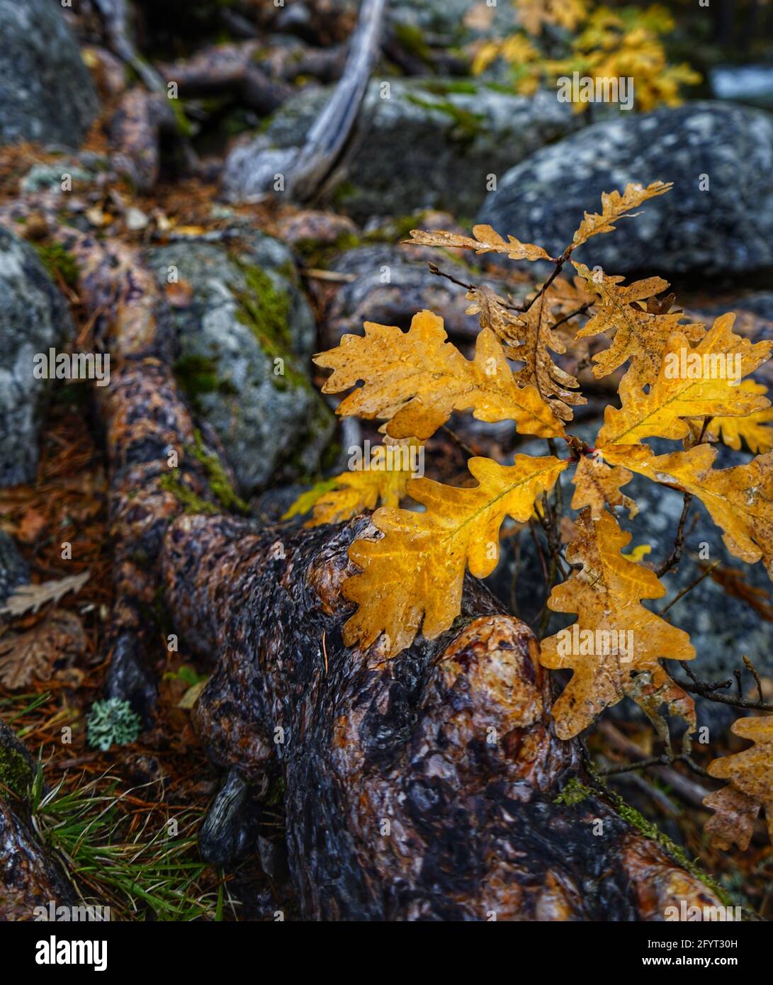 A closeup shot of wet yellow leaves on a fallen tree trunk Stock Photo ...