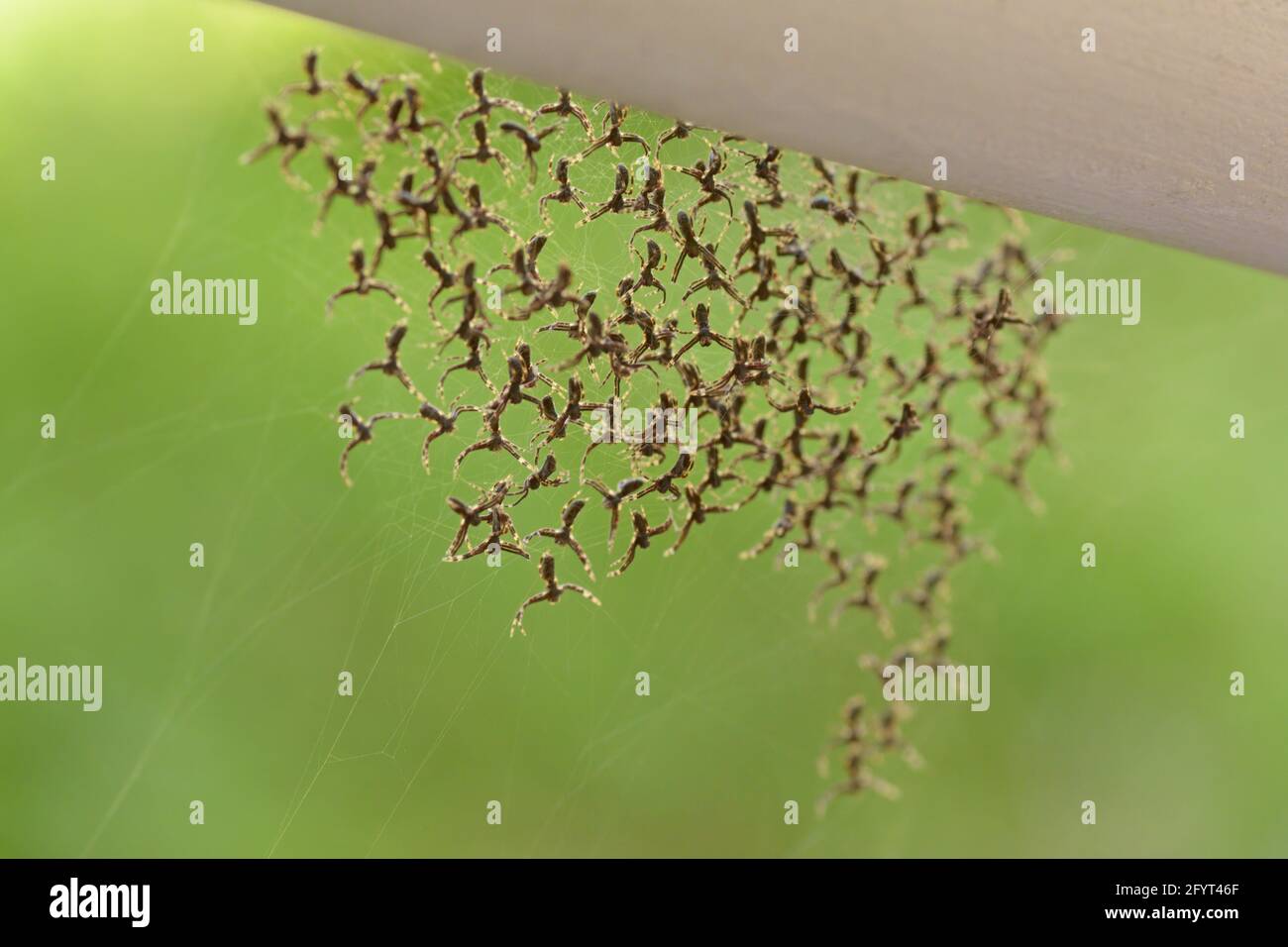 A cluster of tiny newly hatched baby spiders (spiderlings) in a web in ...
