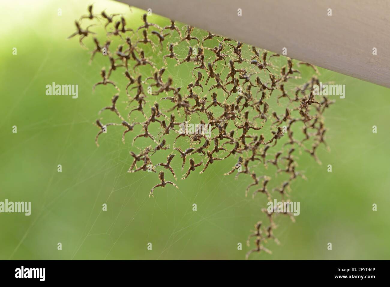 A cluster of tiny newly hatched baby spiders (spiderlings) in a web in ...