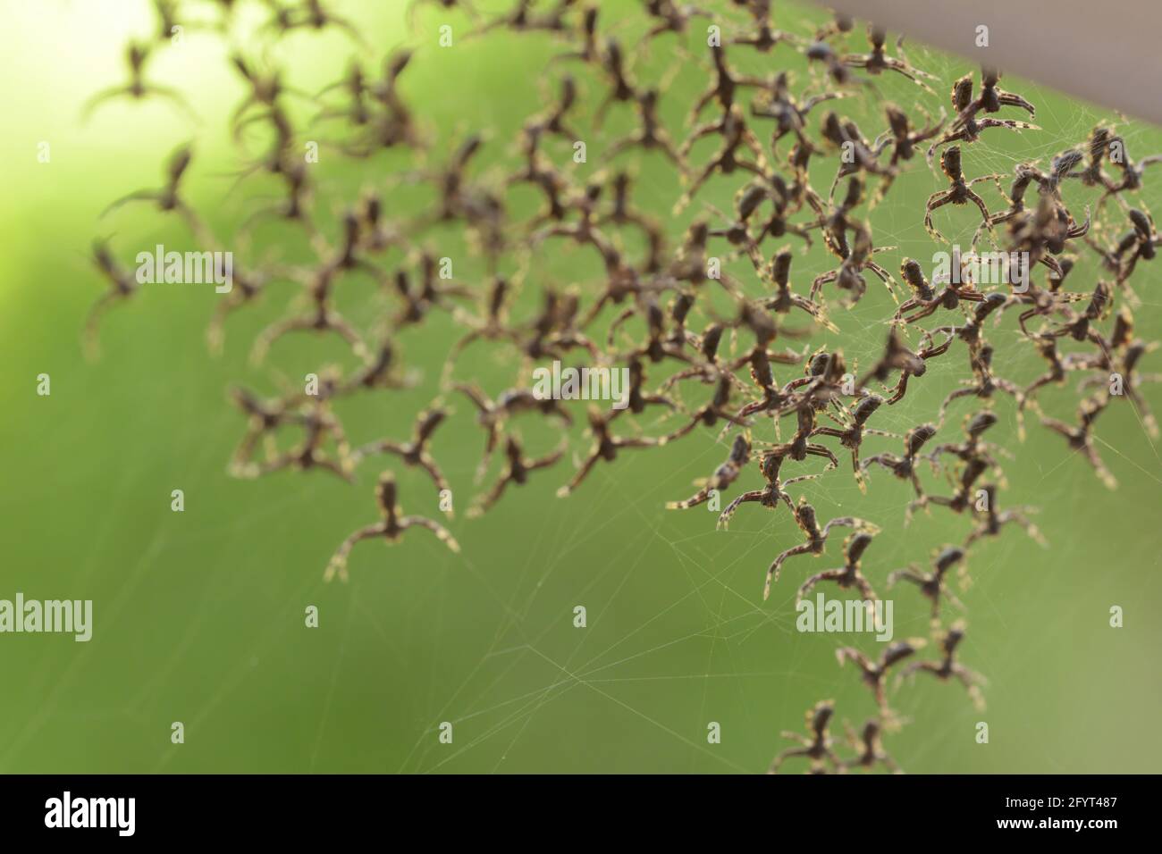 Baby spiders hi-res stock photography and images - Alamy