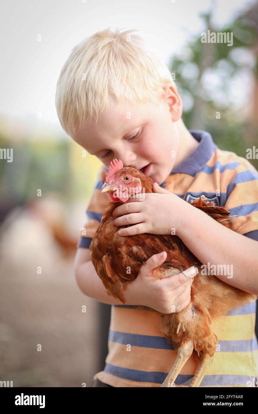 A little boy holding and cuddling Isa Brown chicken Stock Photo - Alamy