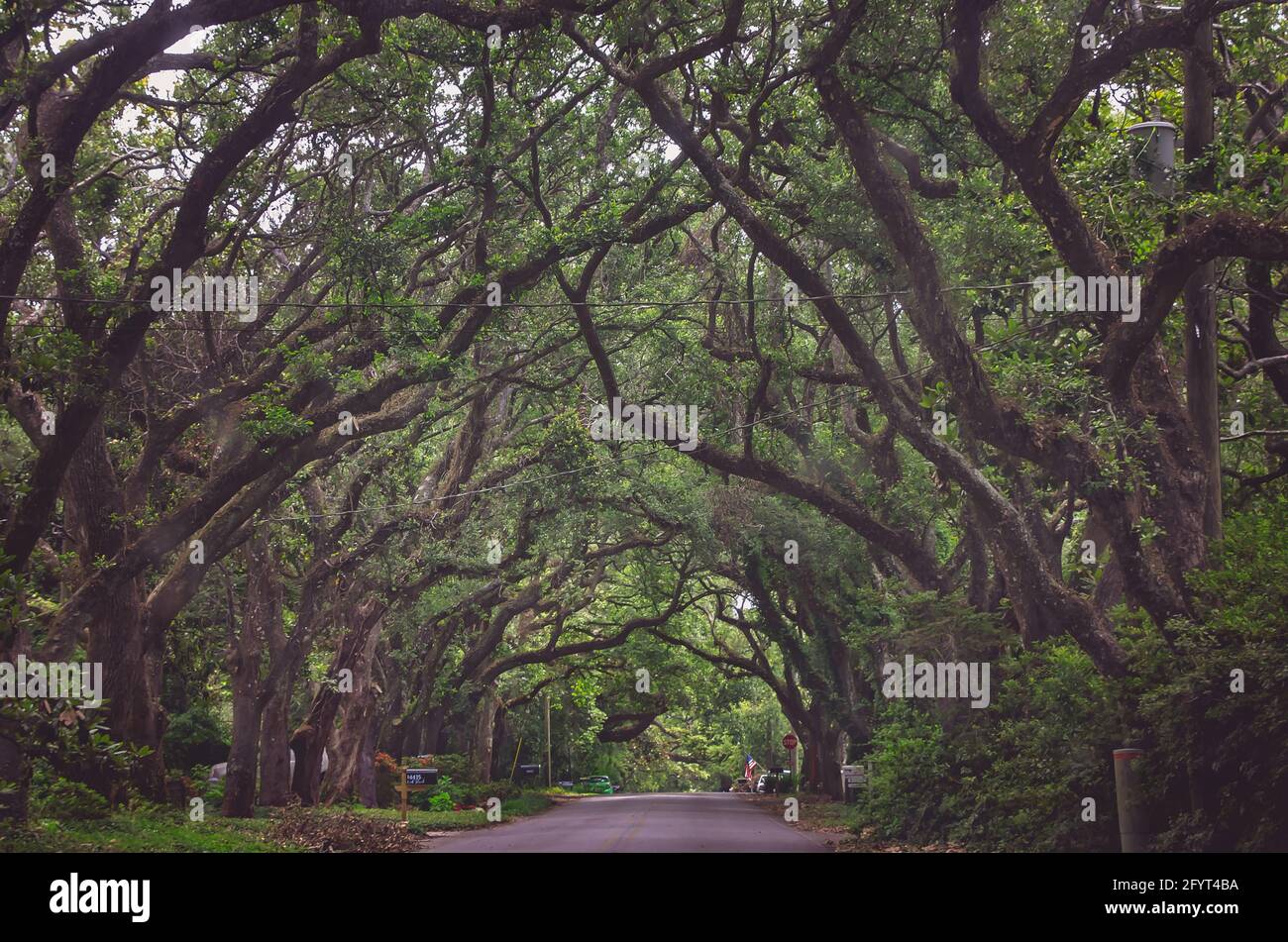 A canopy of Southern live oak trees creates a picturesque scene on Oak ...