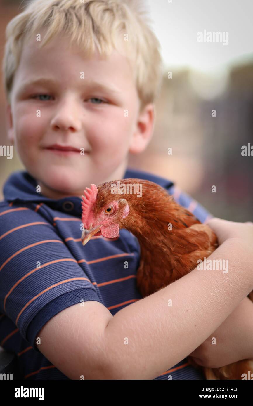 A ittle boy holding and cuddling Isa Brown chicken Stock Photo - Alamy