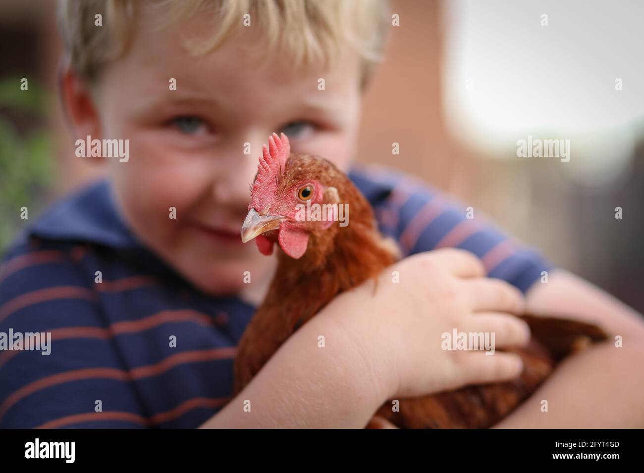 A little boy holding and cuddling Isa Brown chicken Stock Photo - Alamy