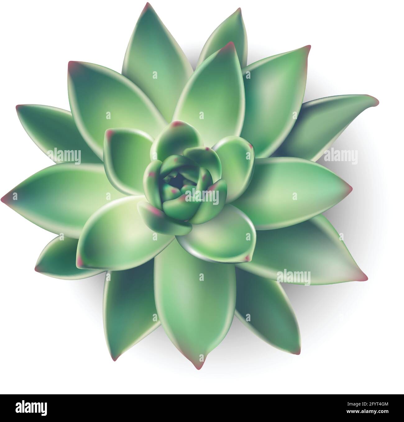 3d Plant Top View