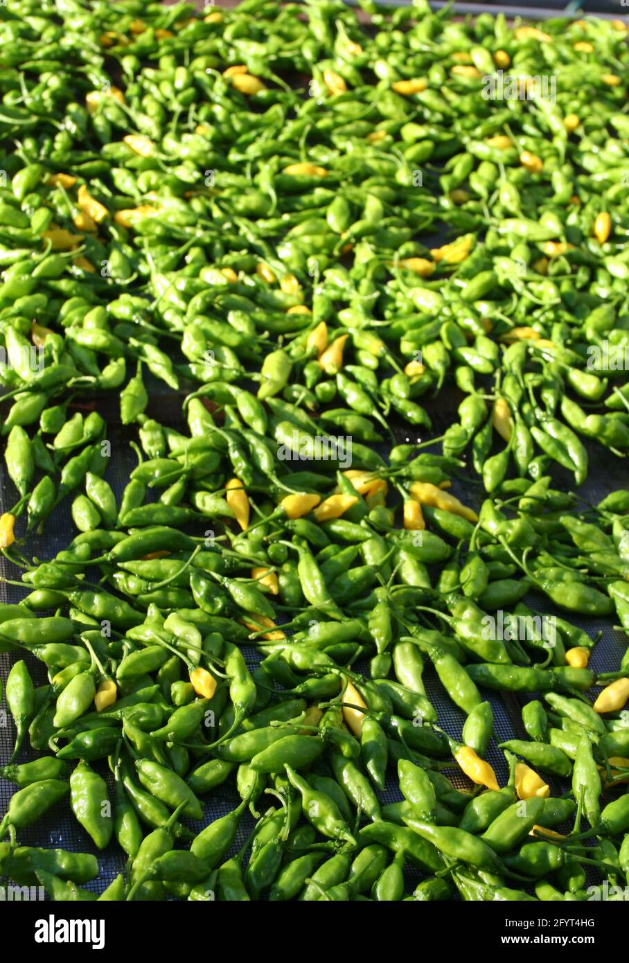 Aji Limon Peruvian Peppers Drying in Sun on tray Stock Photo - Alamy