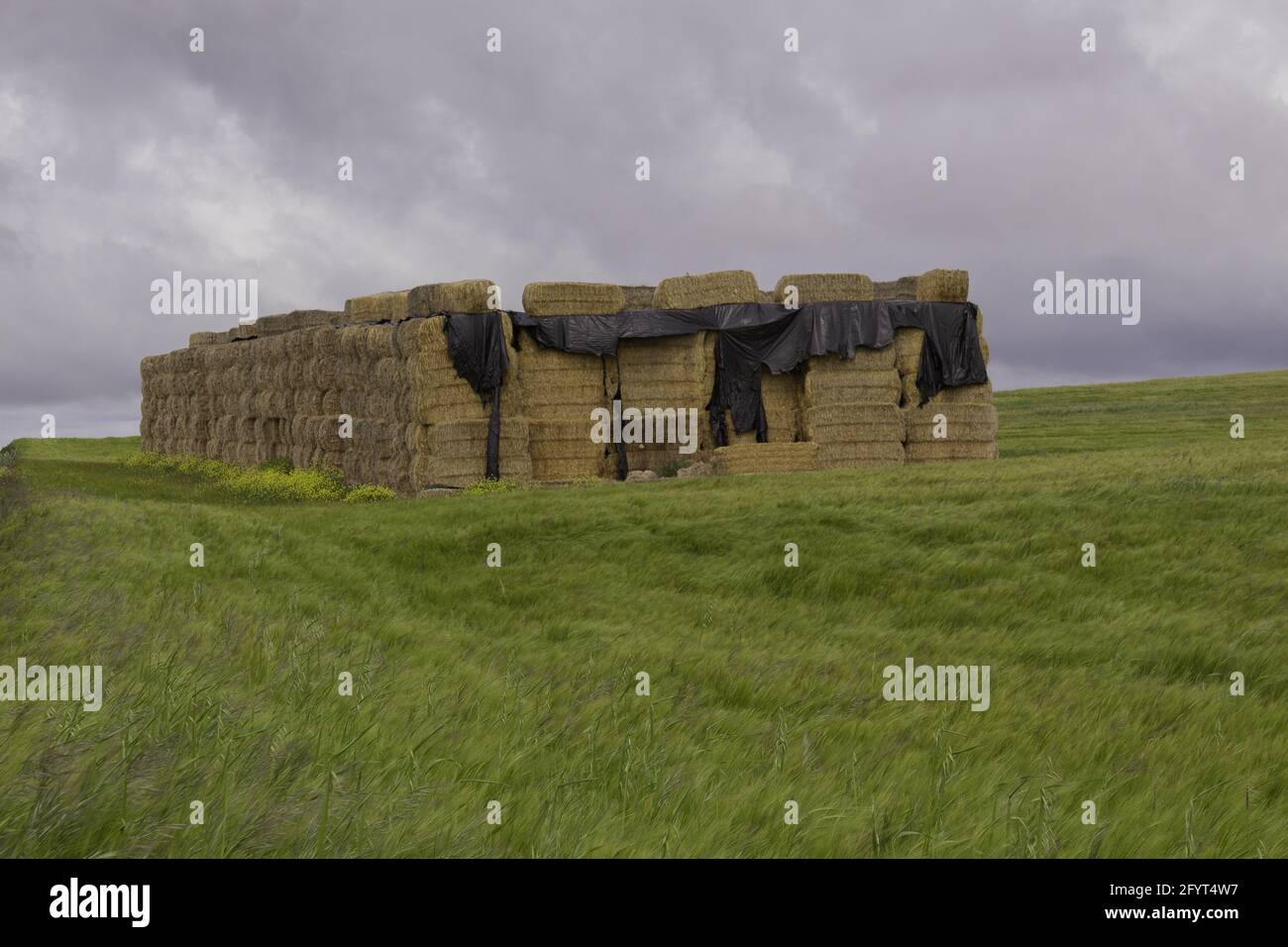 straw bales stacked to feed cattle Stock Photo - Alamy