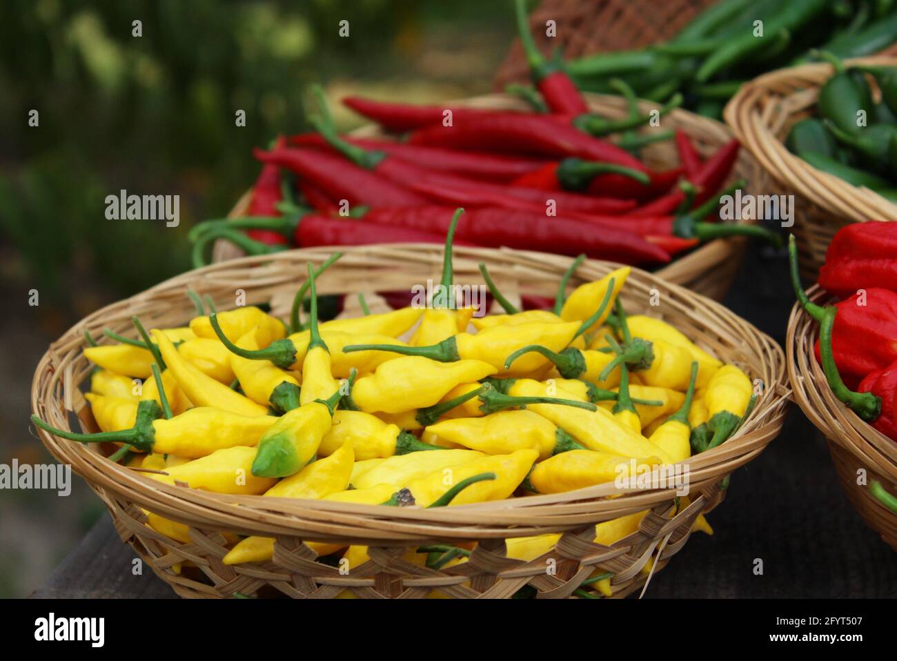 Lemon Drop Pepper from Peru Aji Limo Capsicum frutescens L in basket ...