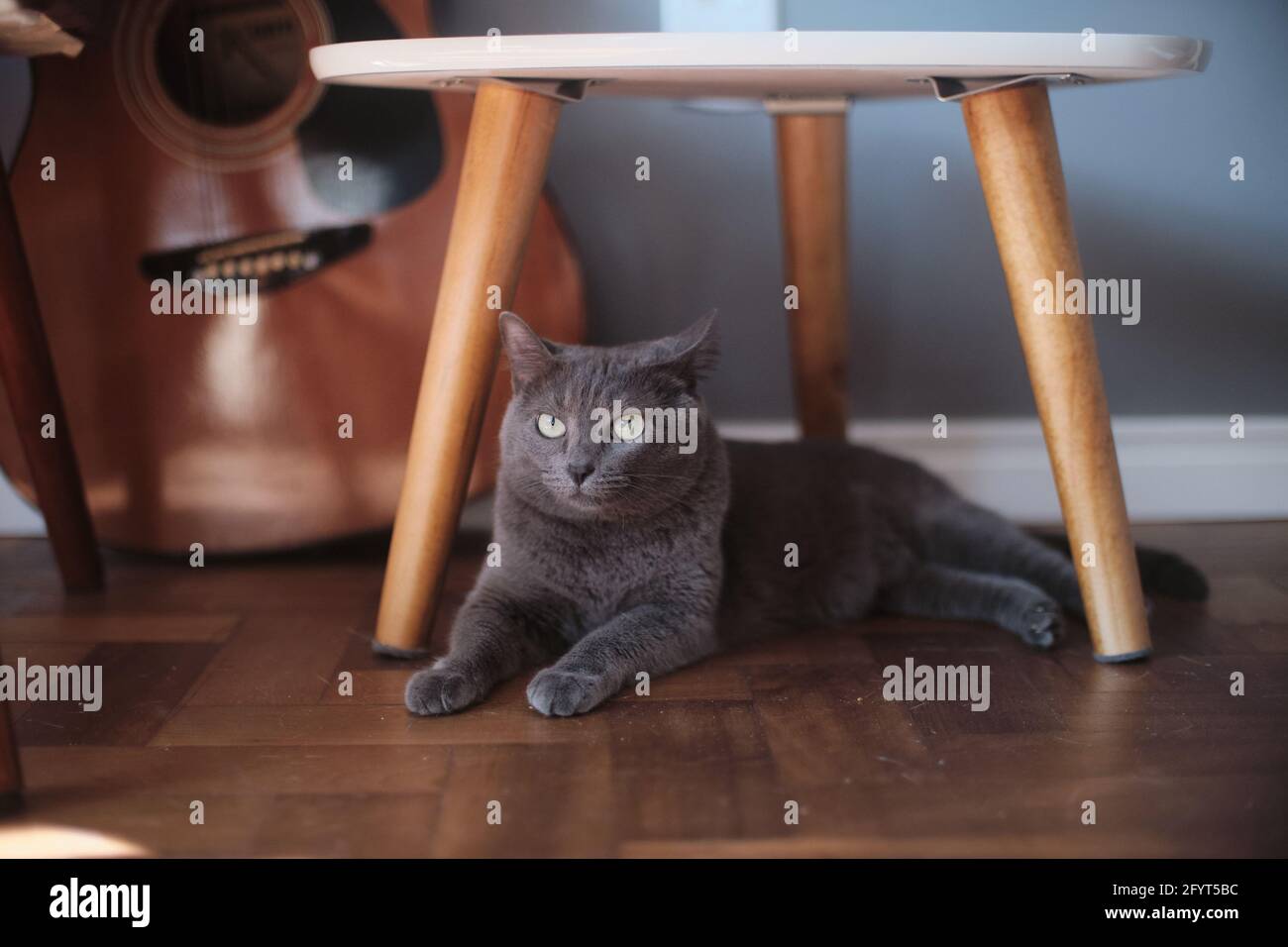 The Russian Blue cat lying under chair Stock Photo - Alamy