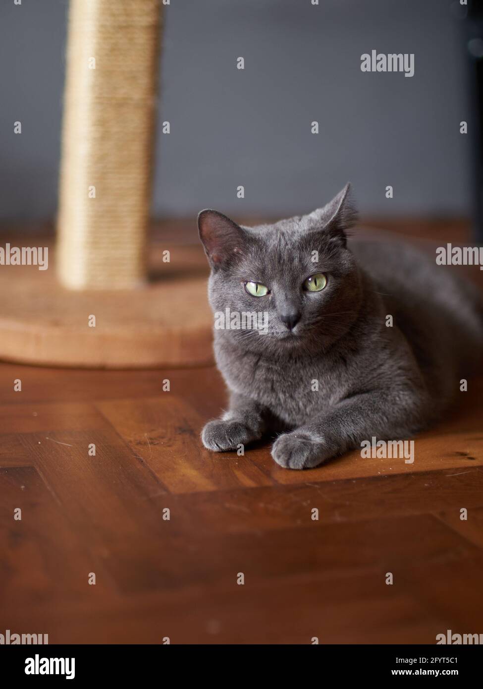 Russian blue cat looking camera hi-res stock photography and images - Alamy