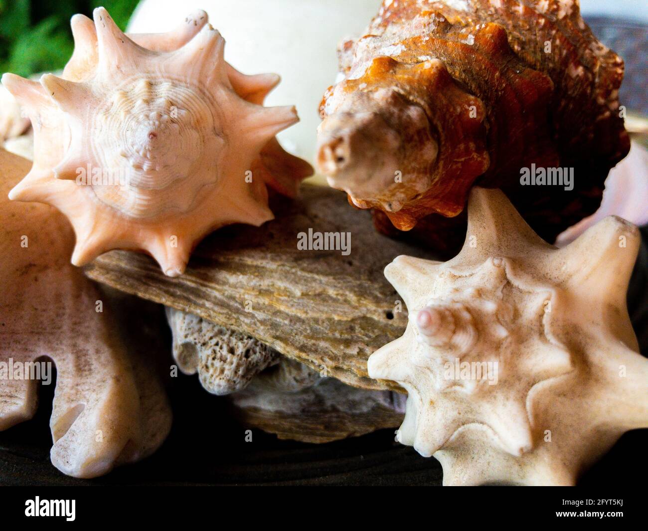 Seashell assortment hi-res stock photography and images - Alamy